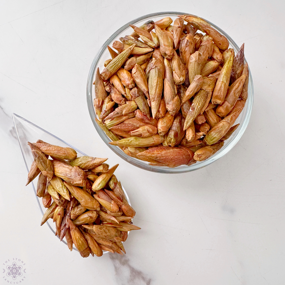 Balm Of Gilead Buds, Organic | The Stone Sanctuary