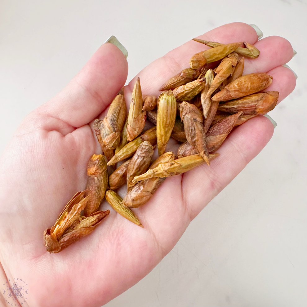 Balm Of Gilead Buds, Organic | The Stone Sanctuary