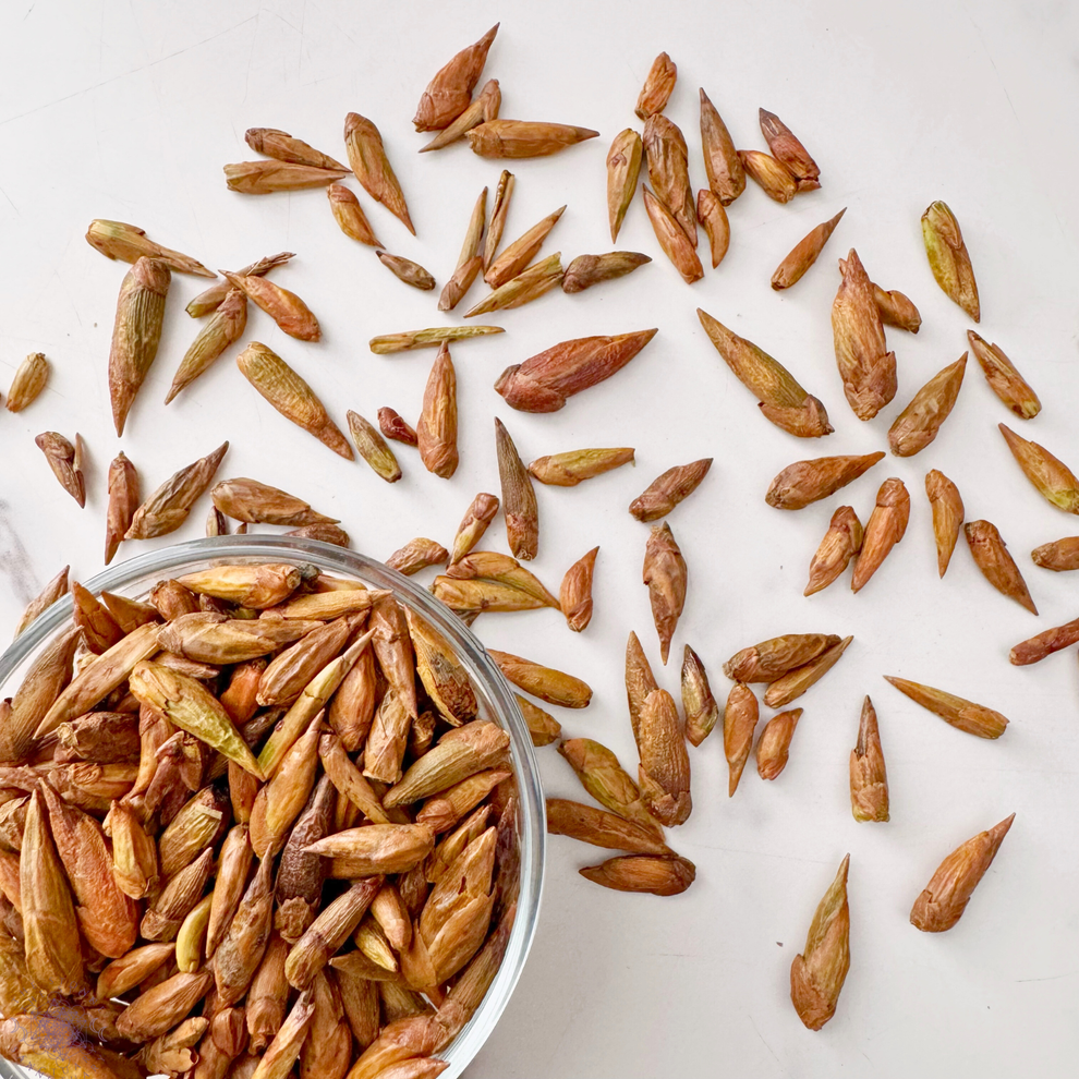 Balm Of Gilead Buds, Organic | The Stone Sanctuary