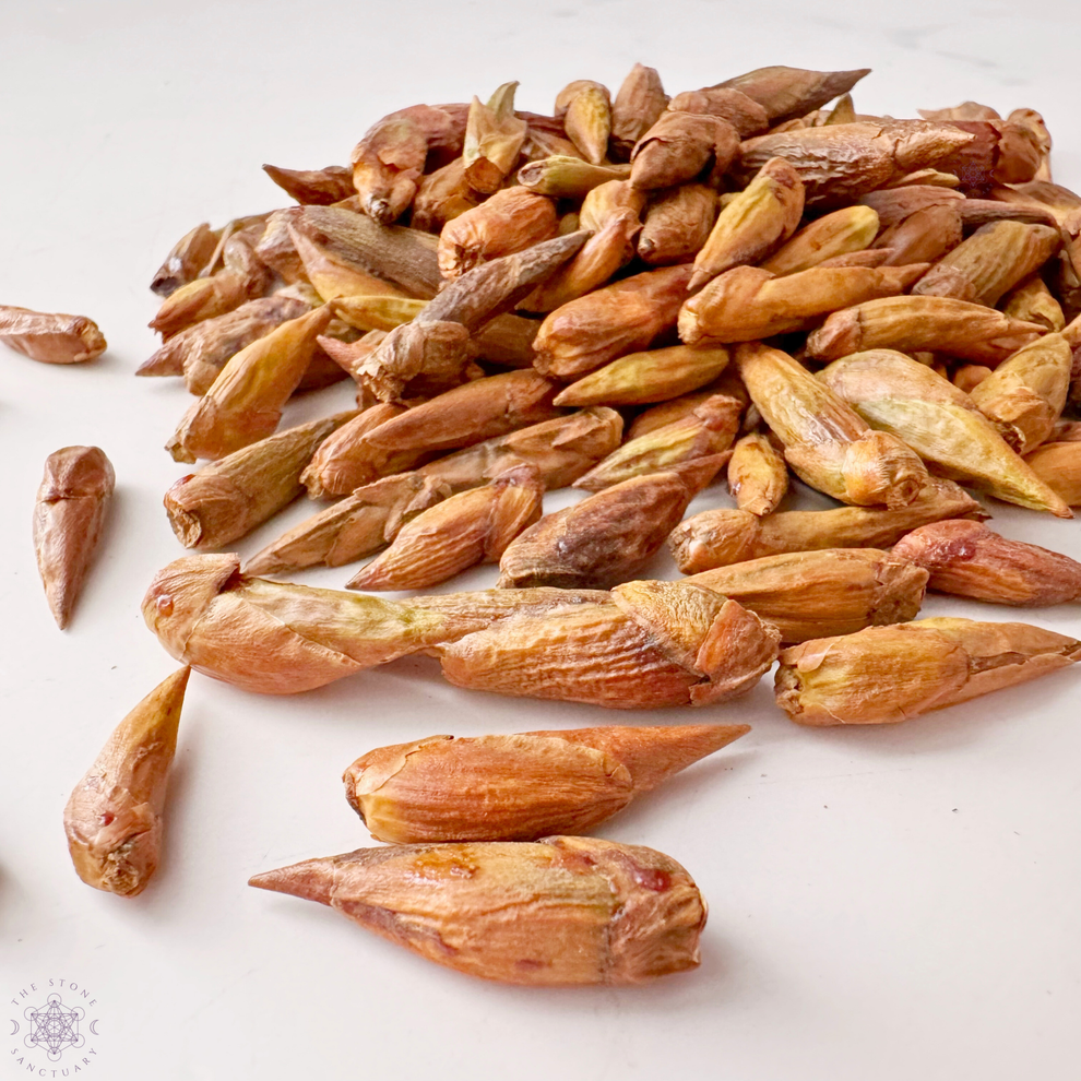 Balm Of Gilead Buds, Organic | The Stone Sanctuary